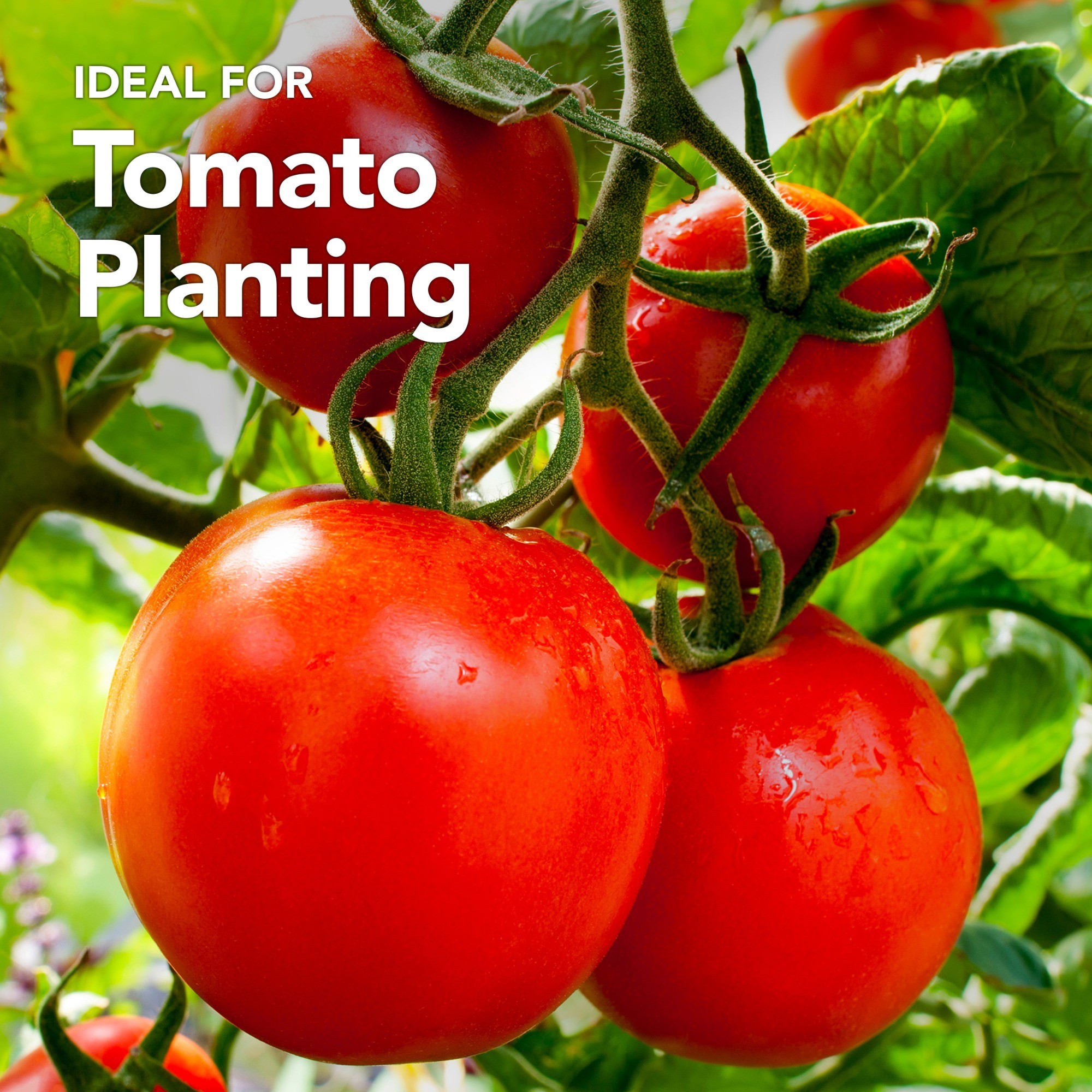 Tomato Compost with added John Innes 60L - 6 months feeding in this ...