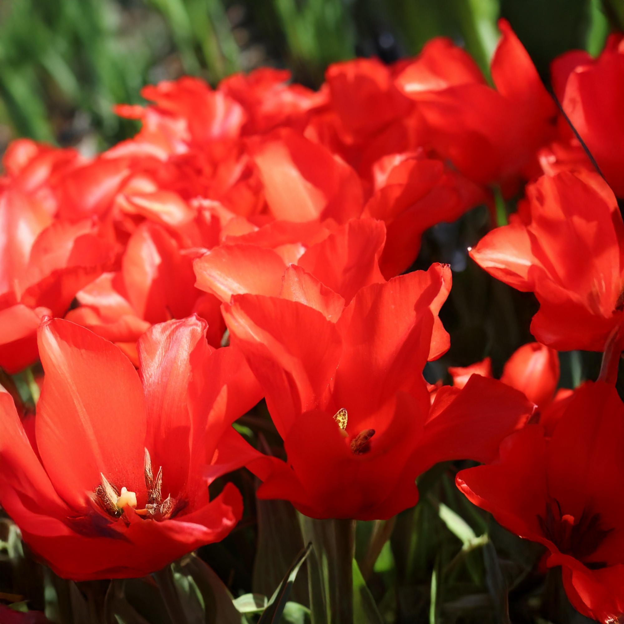 Garden with Jonny Tulip Red Riding Hood 10 Bulbs