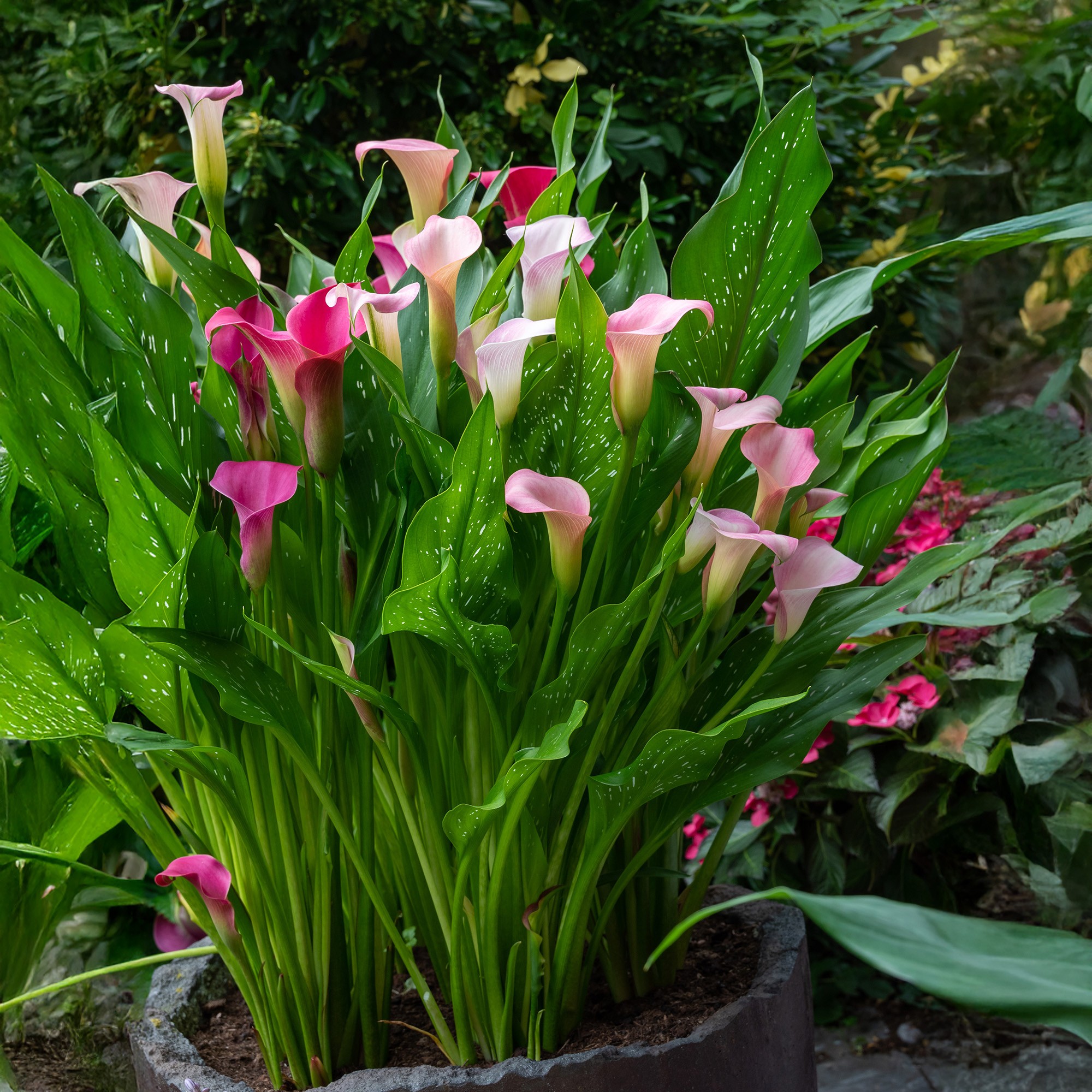 Calla Lily - Rehmannii (Zantedeschia Rehmannii) 2x Spring Planting ...