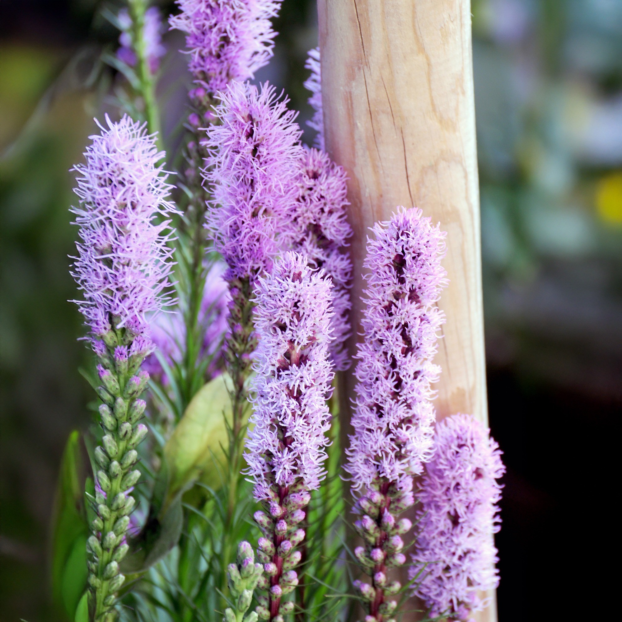 Liatris Spicata Violet-Blue (Liatris Spicata) 8x Spring Planting Flower ...