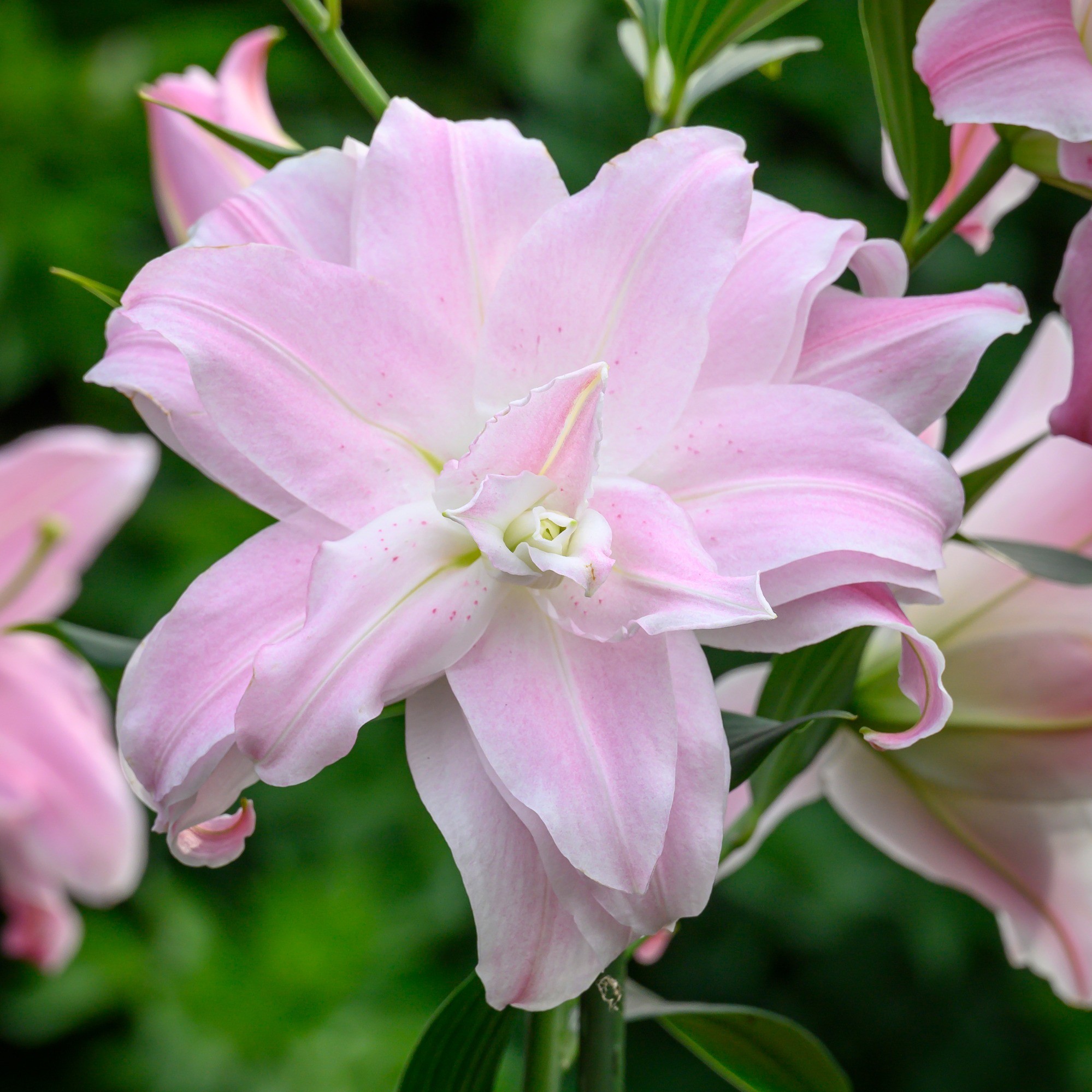 Lilium Oriental Curly Sue (Lilium Oriental) 2x Spring Planting Flower Bulbs