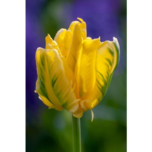 Tulip Parrot Eagle Wings 6 Bulbs Ready for Planting Now in UK Autumn Outdoor Gardens