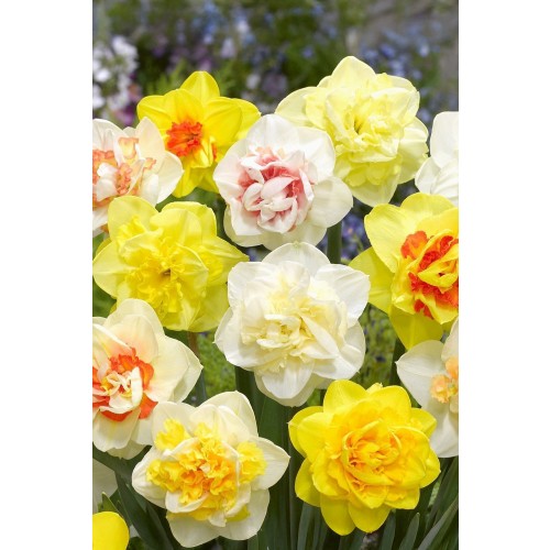 Daffodil (Narcissus) Double Mix 20 Bulbs Ready for Planting Now in UK Autumn Outdoor Gardens