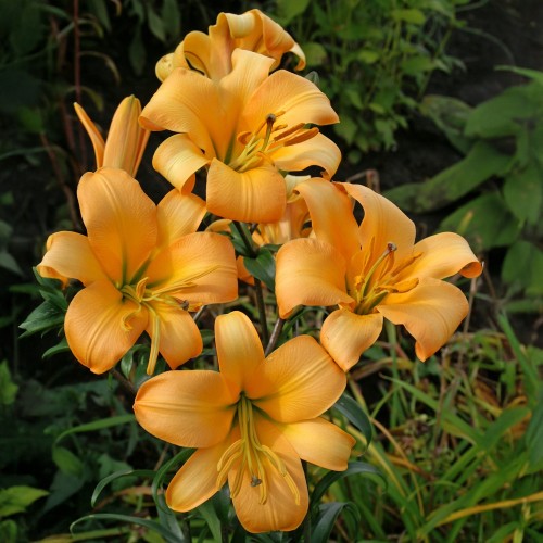 Lilium Trumpet African Queen 2 Bulbs Ready for Planting Now in UK ...