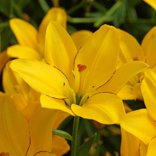 Lilium Asiatic Yellow (Lilium Asiaticum) 2x Spring Planting Flower Bulbs