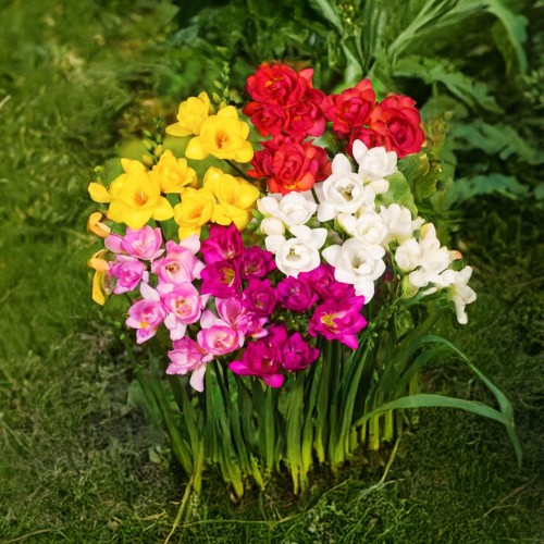 Freesia Double Mix (Freesia Hybrid) 15x Spring Planting Flower Bulbs