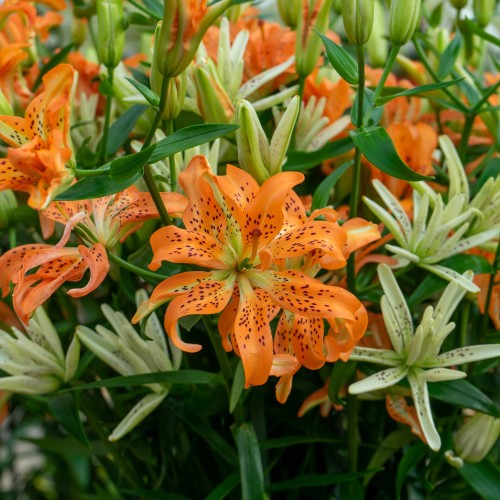 Lilium Must See (Lilium) 3x Spring Planting Flower Bulbs