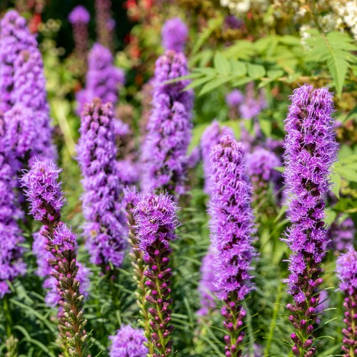 Liatris Spicata Violet-Blue (Liatris Spicata) 8x Spring Planting Flower ...