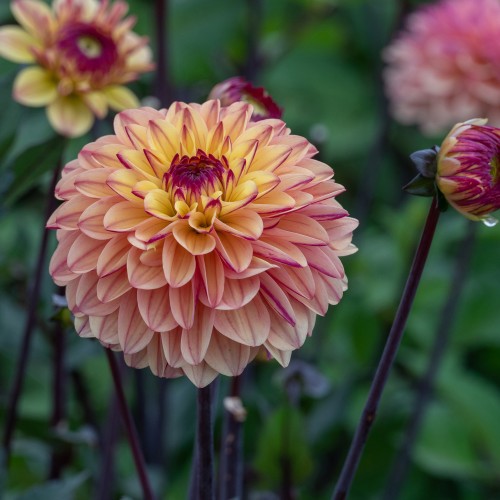 Dahlia Decorative Gala Bulb for Planting | Showy Summer Flowers for ...