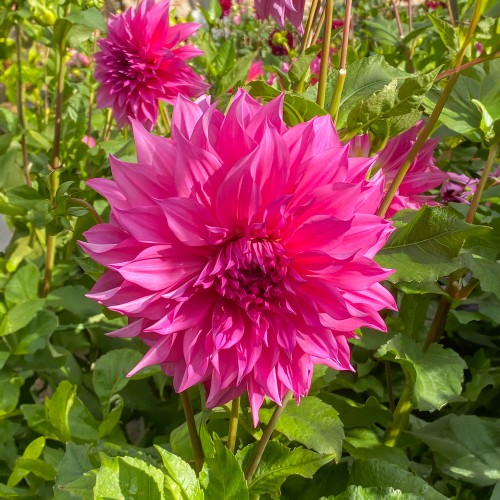 Dahlia Cafe au Lait Bulb for Planting | Oversize Summer Flowers for ...