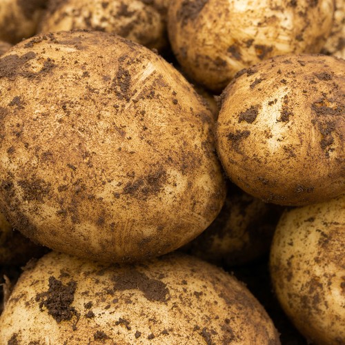 Acoustic Seed Potatoes - 20kg