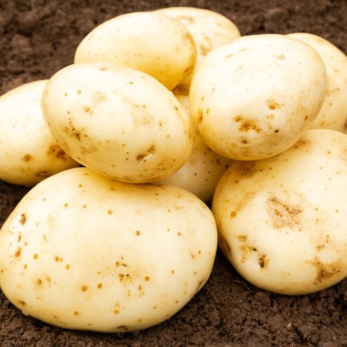 Acoustic Seed Potatoes