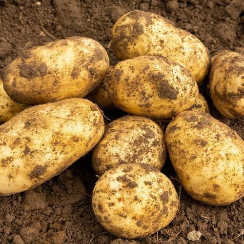 Arran Pilot Seed Potatoes - 2KG net (approx 20-25 tubers)