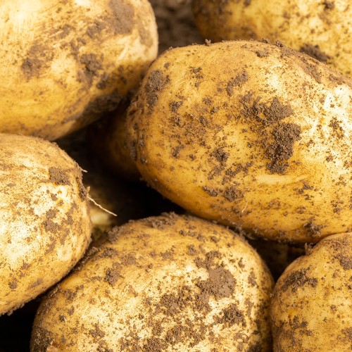 Arran Pilot Seed Potatoes - 2KG net (approx 20-25 tubers)