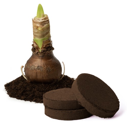 Deluxe Amaryllis Pink Bulb – 1 Large Indoor Flower Bulb for UK Autumn ...