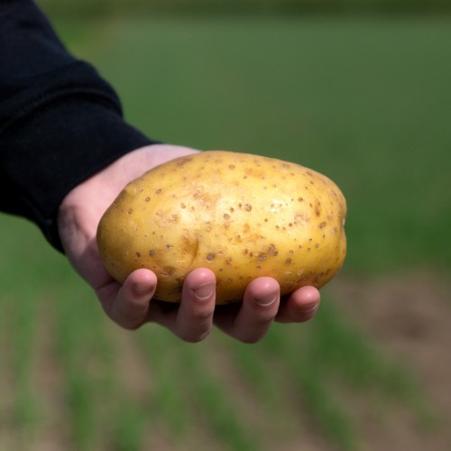 Melody Eating Potatoes | Bake, Boil, Chip, Mash & Roast