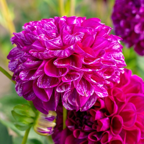 Dahlia Pompon Marble Ball Bulb for Planting | Unique Ball Flowers for ...