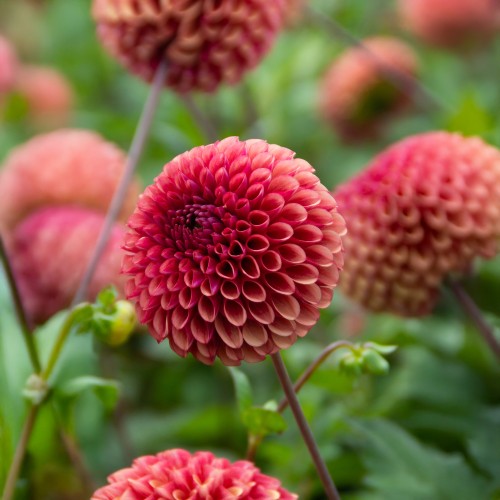 Dahlia Pompon Copper Boy Bulb for Planting | Unique Ball Blooms for ...