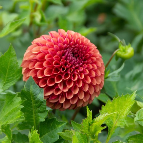 Dahlia Pompon Copper Boy Bulb for Planting | Unique Ball Blooms for ...
