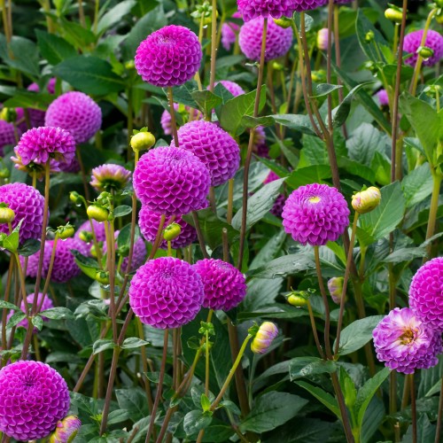 Dahlia Pompon Franz Kafka Bulb for Planting | Globular Summer Flowers ...