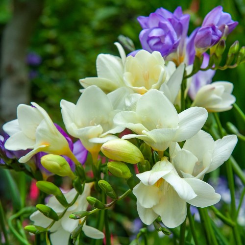 Freesia Single Mix (Freesia Hybrid) 15x Spring Planting Flower Bulbs