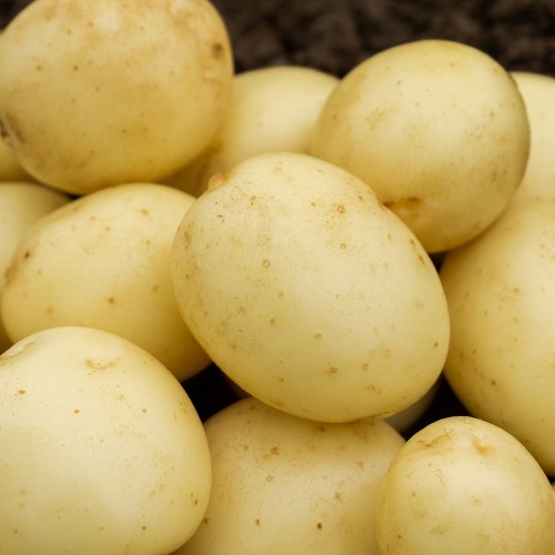 Gemson Seed Potatoes
