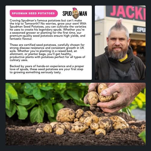 SpudMan Melody Seed Potatoes