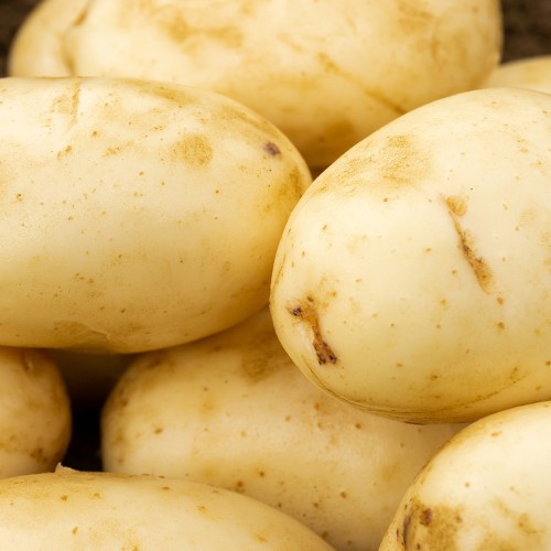International Kidney Seed Potatoes - 2KG net (approx 20-25 tubers)