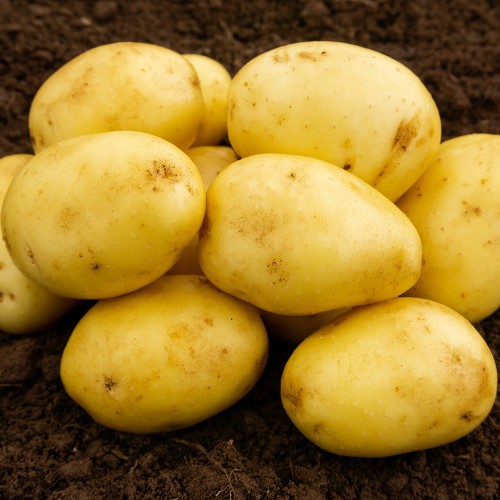 Lady Christl 2kg (Approx. 20-25) Seed Potatoes, Ideal for Salads, Grows ...