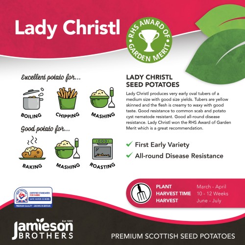 Lady Christl Seed Potatoes