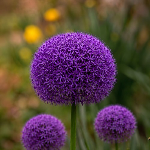 Purple Spring Flowering Lasagne Bulb Kit with Alliums Hyacinths and Crocus