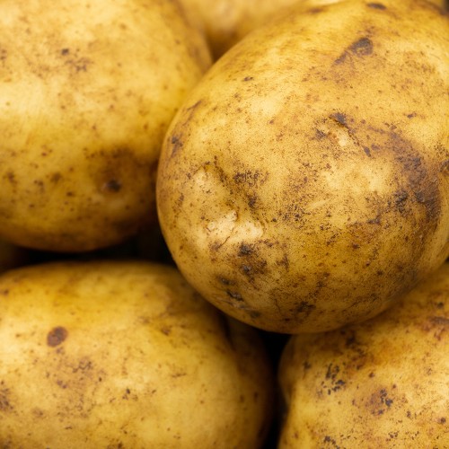 Marfona Seed Potatoes