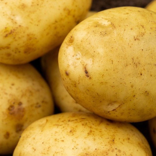 Marfona Seed Potatoes