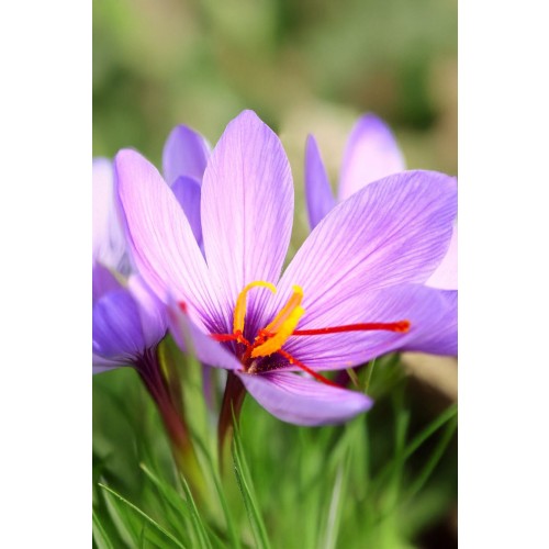 Crocus (Autumn Flowering) Safran Crocus (Sativus) 15 Bulbs Ready for ...