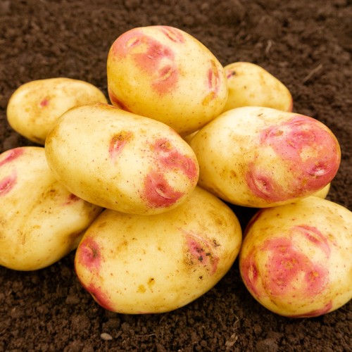 Picasso Seed Potatoes - 20KG