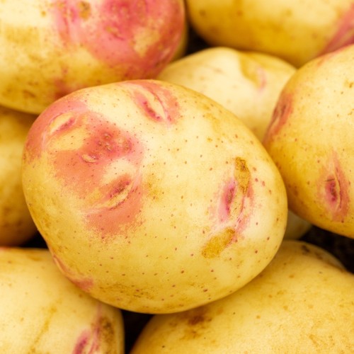 Picasso Seed Potatoes