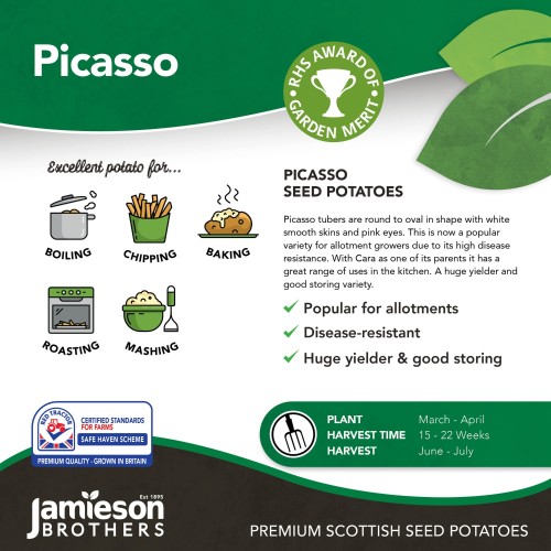 Picasso Seed Potatoes