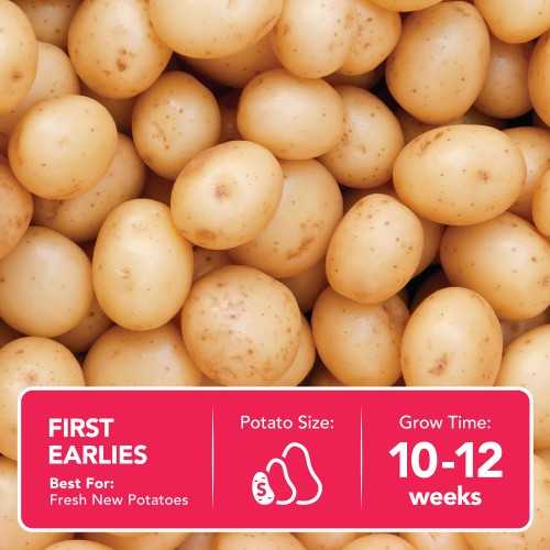 Rocket Seed Potatoes