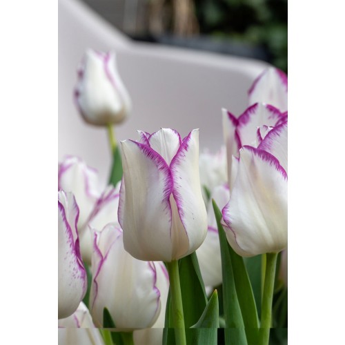 Tulip Affaire 7 Bulbs Ready for Planting Now in UK Autumn Outdoor Gardens