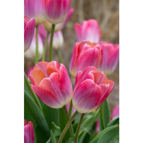 Tulip Kunyun 6 Bulbs Ready for Planting Now in UK Autumn Outdoor Gardens