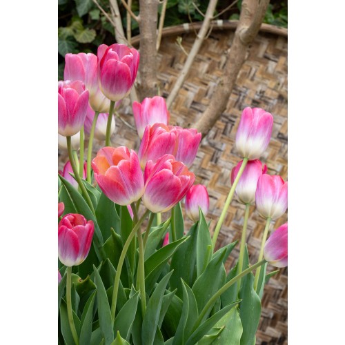 Tulip Kunyun 6 Bulbs Ready for Planting Now in UK Autumn Outdoor Gardens