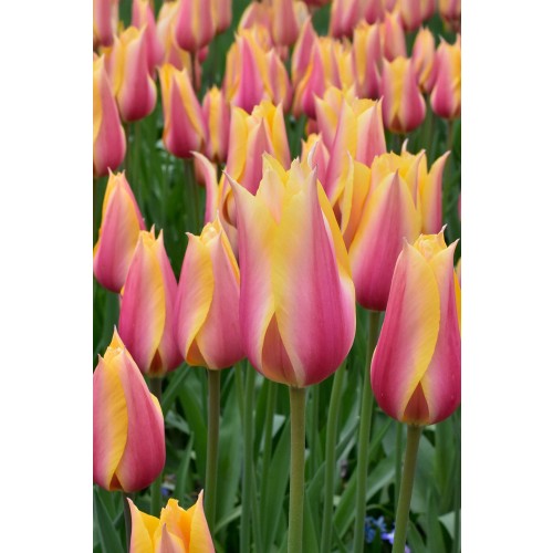 Tulip Blushing Lady 7 Bulbs Ready for Planting Now in UK Autumn Outdoor ...