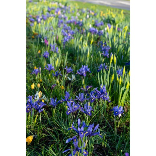 Iris Reticulata Mix 20 Bulbs Ready for Planting Now in UK Autumn ...