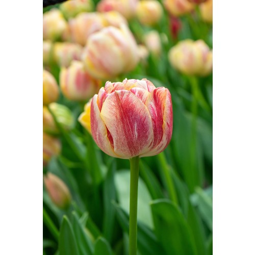 Tulip Double Late Sprinkle Dip 6 Bulbs Ready for Planting Now in UK Autumn Outdoor Gardens