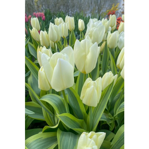 Tulip Purissima 8 Bulbs Ready for Planting Now in UK Autumn Outdoor Gardens