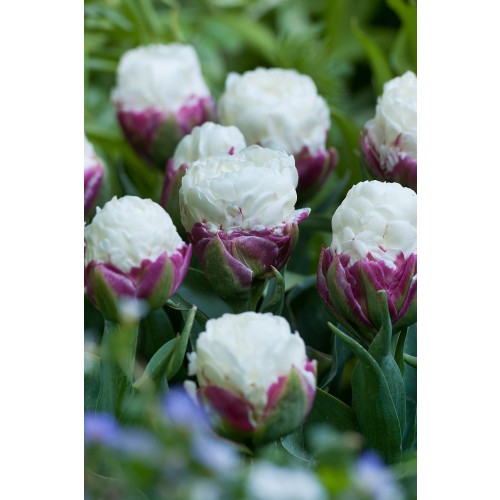 Tulip Double Late Ice Cream 6 Bulbs Ready for Planting Now in UK Autumn ...