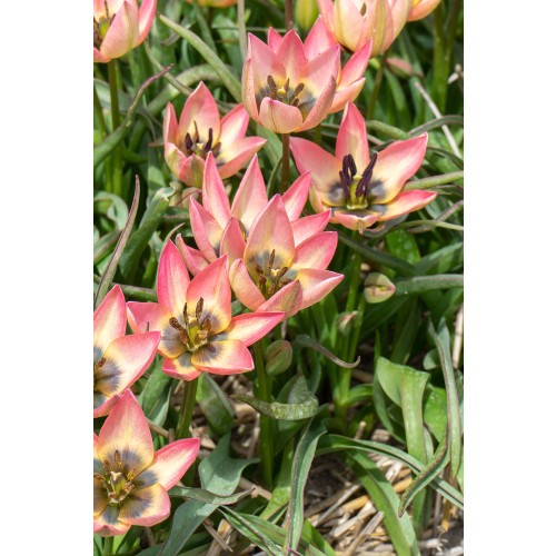 Tulip Botanic Danique 10 Bulbs Ready for Planting Now in UK Autumn ...