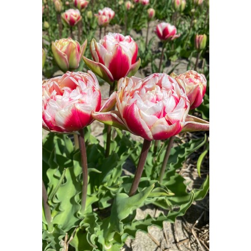 Tulip Double Late Chandelier 6 Bulbs Ready for Planting Now in UK Autumn Outdoor Gardens by ...
