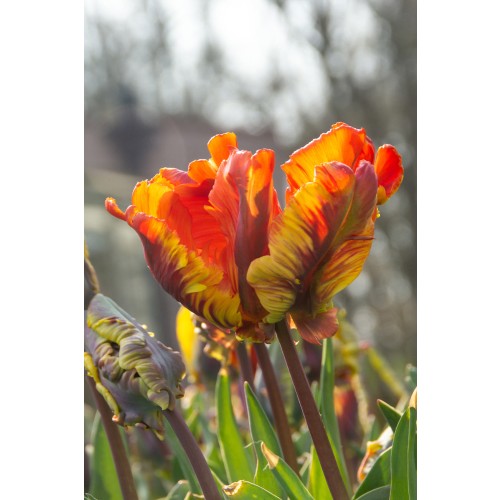 Tulip Parrot Rasta Parrot 6 Bulbs Ready for Planting Now in UK Autumn Outdoor Gardens