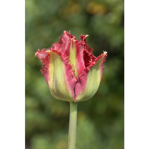Tulip Crispa (Fringed) Pacific Pearl 6 Bulbs Ready for Planting Now in ...